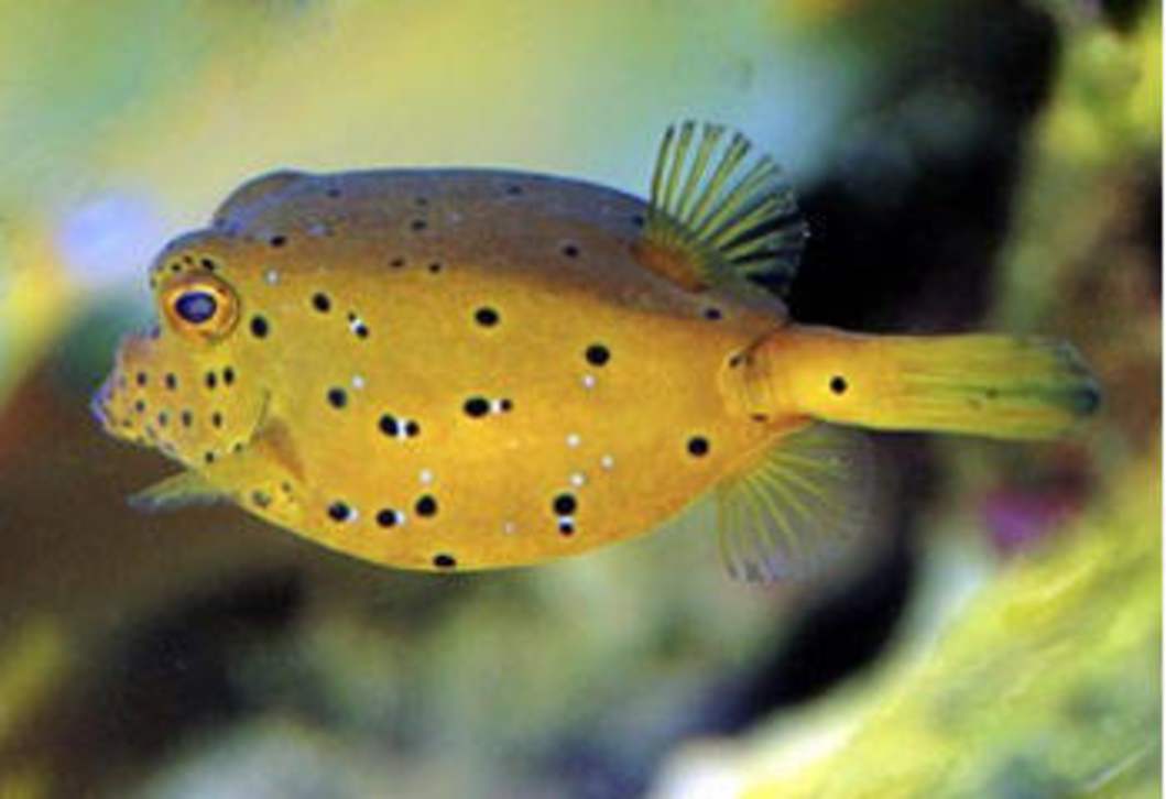 Mercedes Benz turns fishy - Car News | CarsGuide