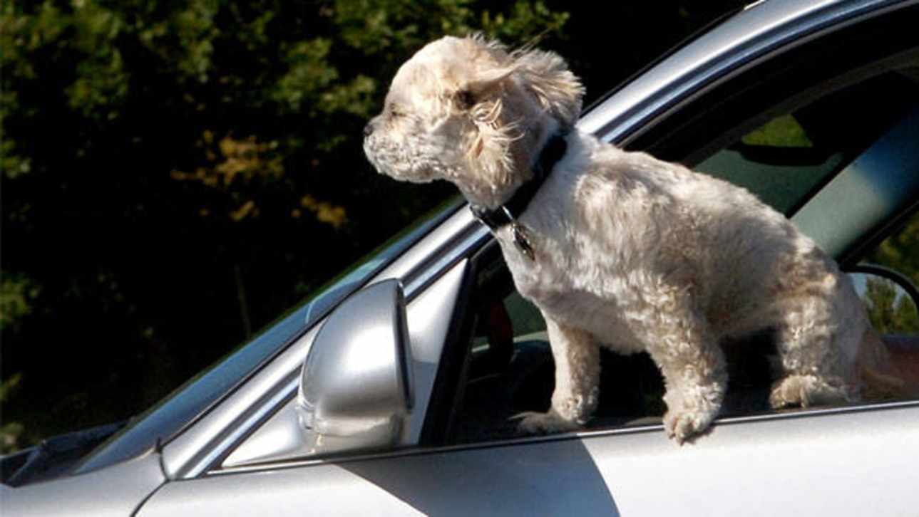 Best cars for dogs - Car News | CarsGuide