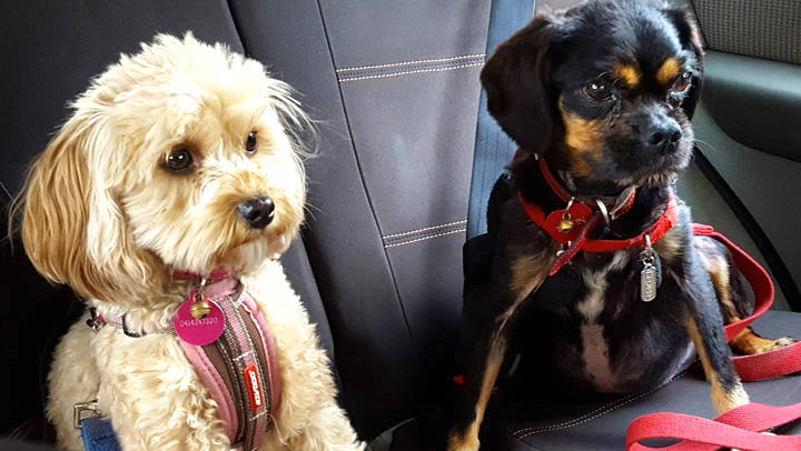 Top four cars for dog owners | CarsGuide