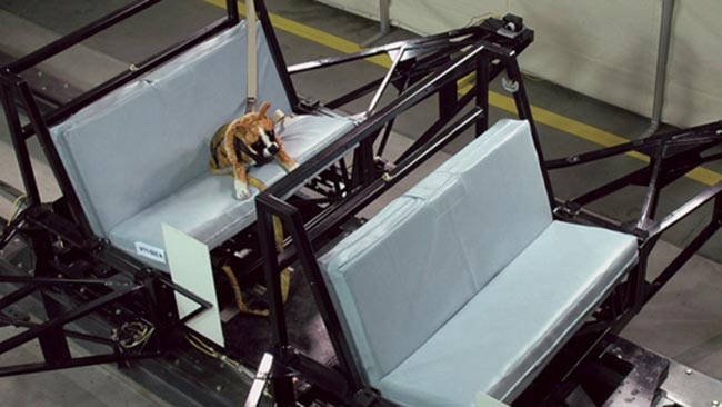 Dog crash test dummies in safety study | video - Car News | CarsGuide