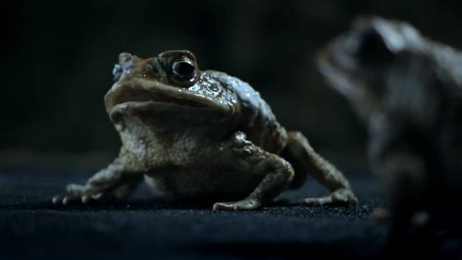 Ford's sex-mad cane toad - Car News | CarsGuide