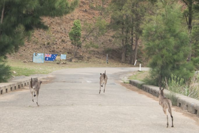 What to Do If You Hit a Kangaroo: Injured Wildlife Advice