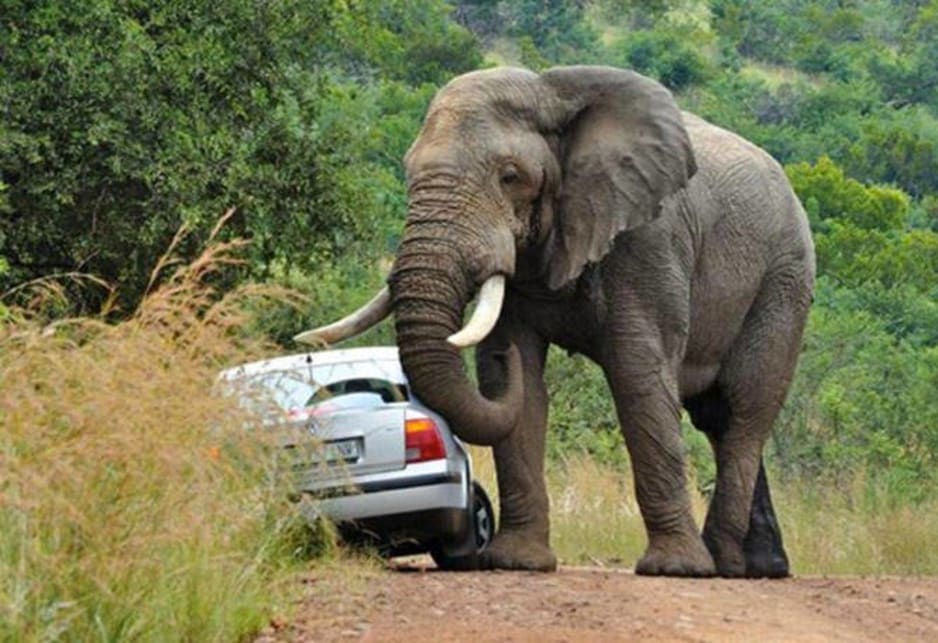 Elephant road rage - Car News | CarsGuide