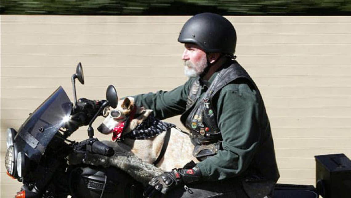 Meet the REAL Red Dog - Car News | CarsGuide