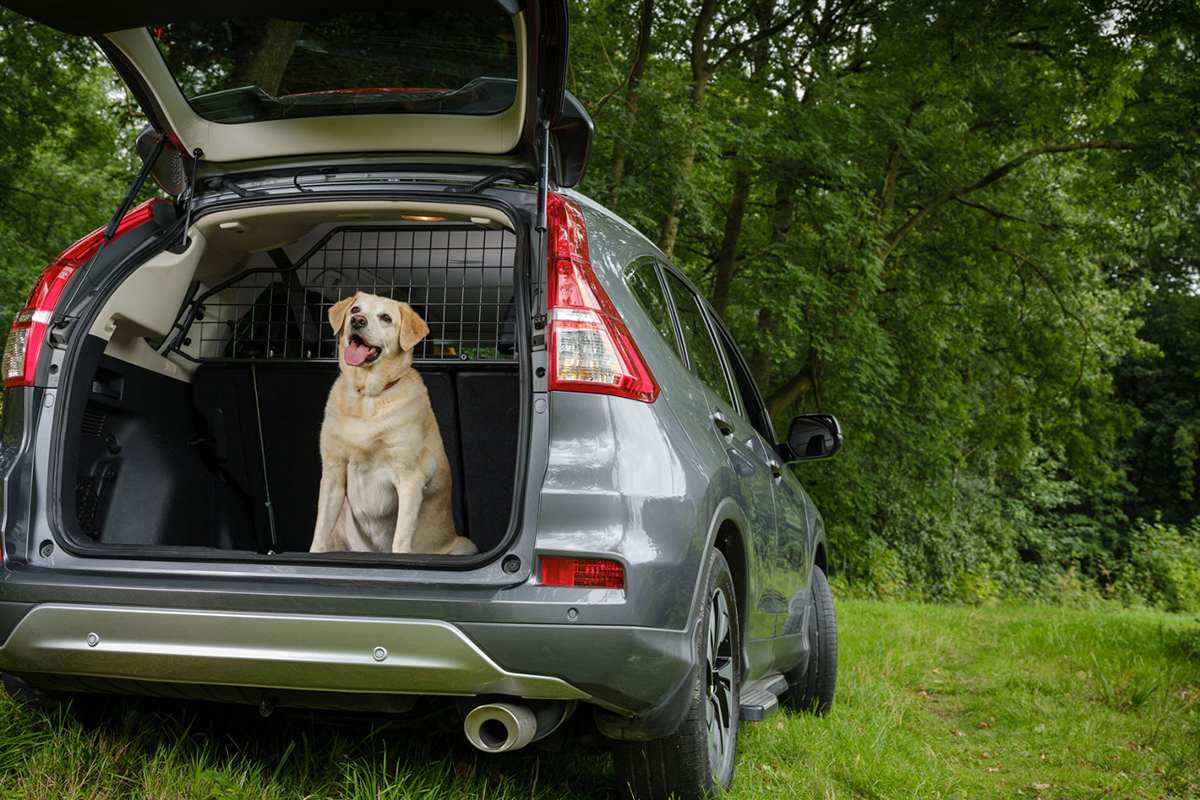 How to choose the best dog barrier for your car | Narromine, NSW