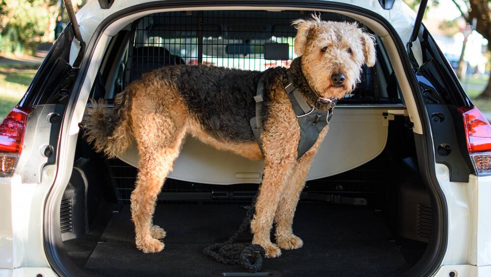 Unrestrained dogs a danger while driving: Volvo - Car News | CarsGuide