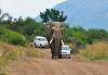 Elephant road rage - Car News | CarsGuide