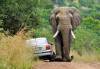 Elephant road rage - Car News | CarsGuide